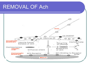 Anatomy and physiology of neuromuscular junction | PPT