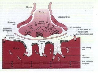 Anatomy and physiology of neuromuscular junction | PPT
