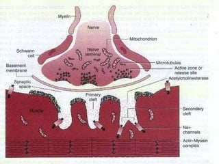 Anatomy and physiology of neuromuscular junction | PPT