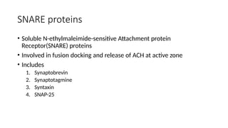 Anatomy and physiology of Neuromuscular Junction (2).pptx