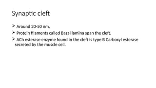 Anatomy and physiology of Neuromuscular Junction (2).pptx