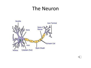 ANATOMY AND PHYSIOLOGY Of NMJ DA UPDATE 2024 .pdf