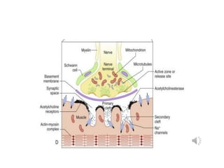 ANATOMY AND PHYSIOLOGY Of NMJ DA UPDATE 2024 .pdf