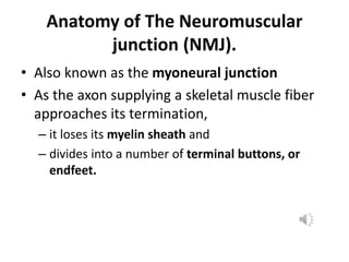 ANATOMY AND PHYSIOLOGY Of NMJ DA UPDATE 2024 .pdf
