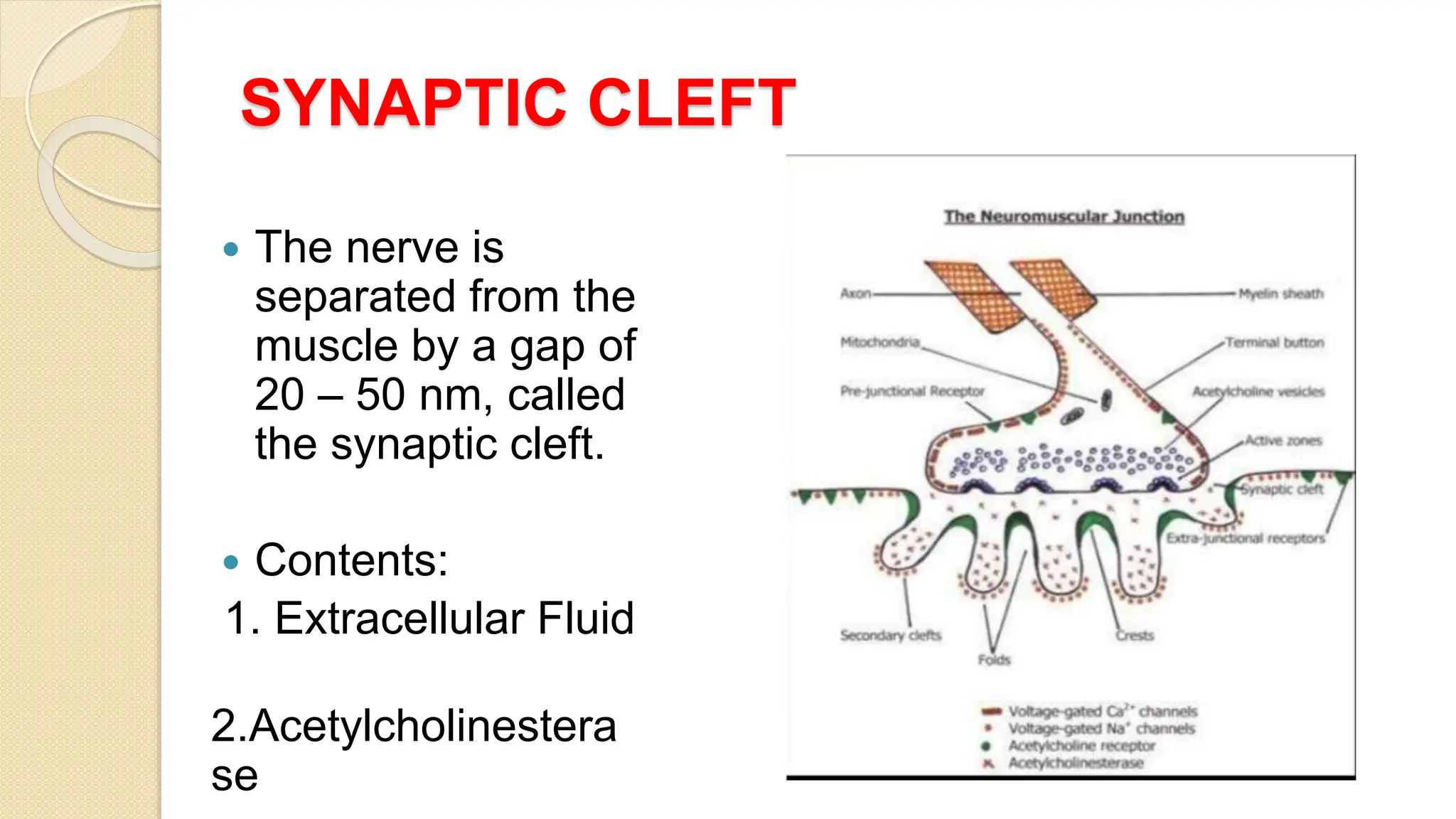 ANATOMY AND PHYSIOLOGY OF NMJ Prabhat (3).pptx | Brain and Nervous ...