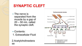 ANATOMY AND PHYSIOLOGY OF NMJ Prabhat (3).pptx