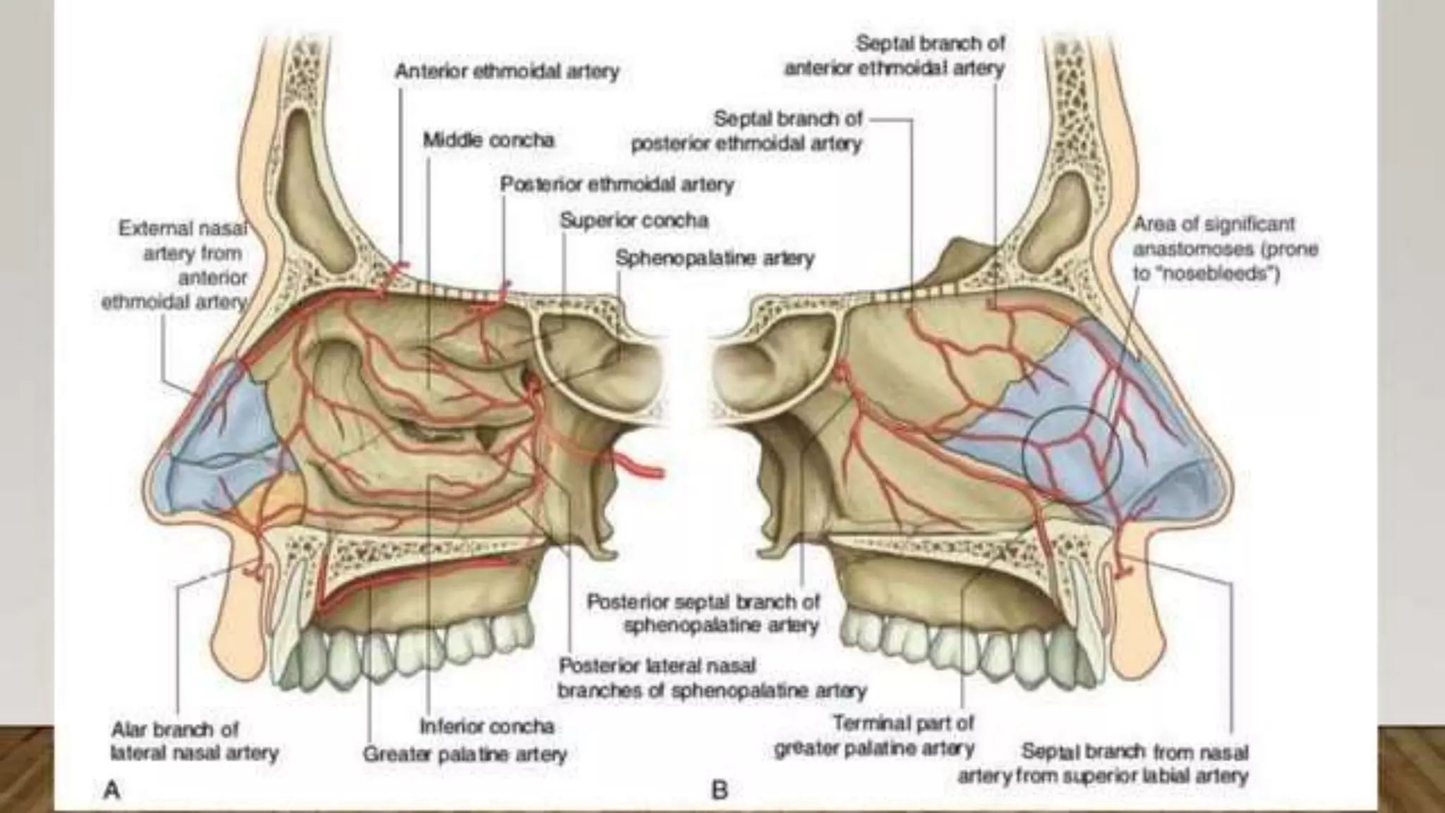 Anatomy and Physiology of Nose.pptx