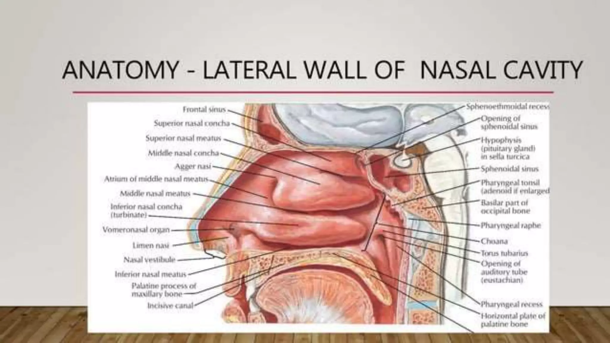 Anatomy and Physiology of Nose.pptx