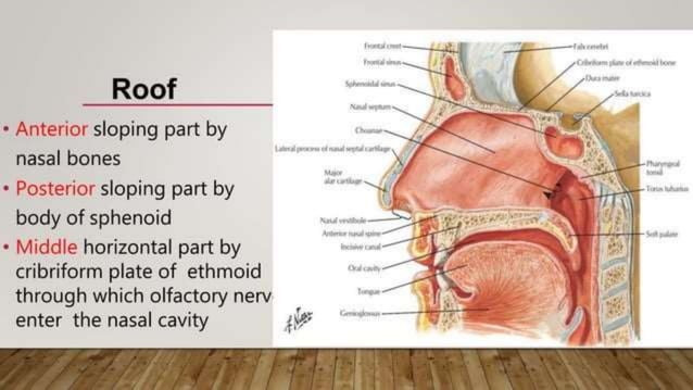 Anatomy and Physiology of Nose.pptx