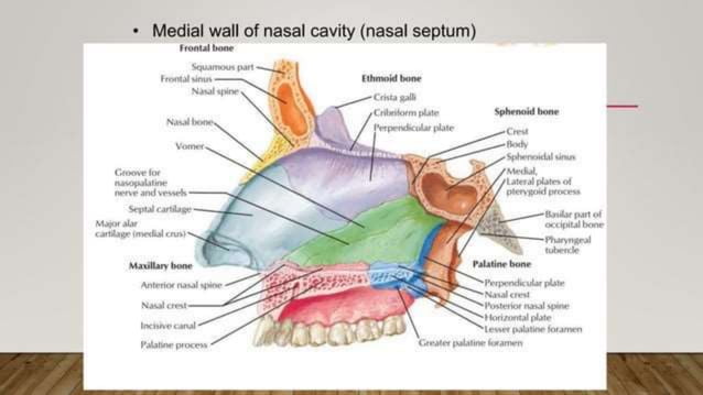 Anatomy and Physiology of Nose.pptx