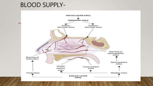 Anatomy and Physiology of Nose.pptx