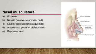 Anatomy and Physiology of Nose.pptx