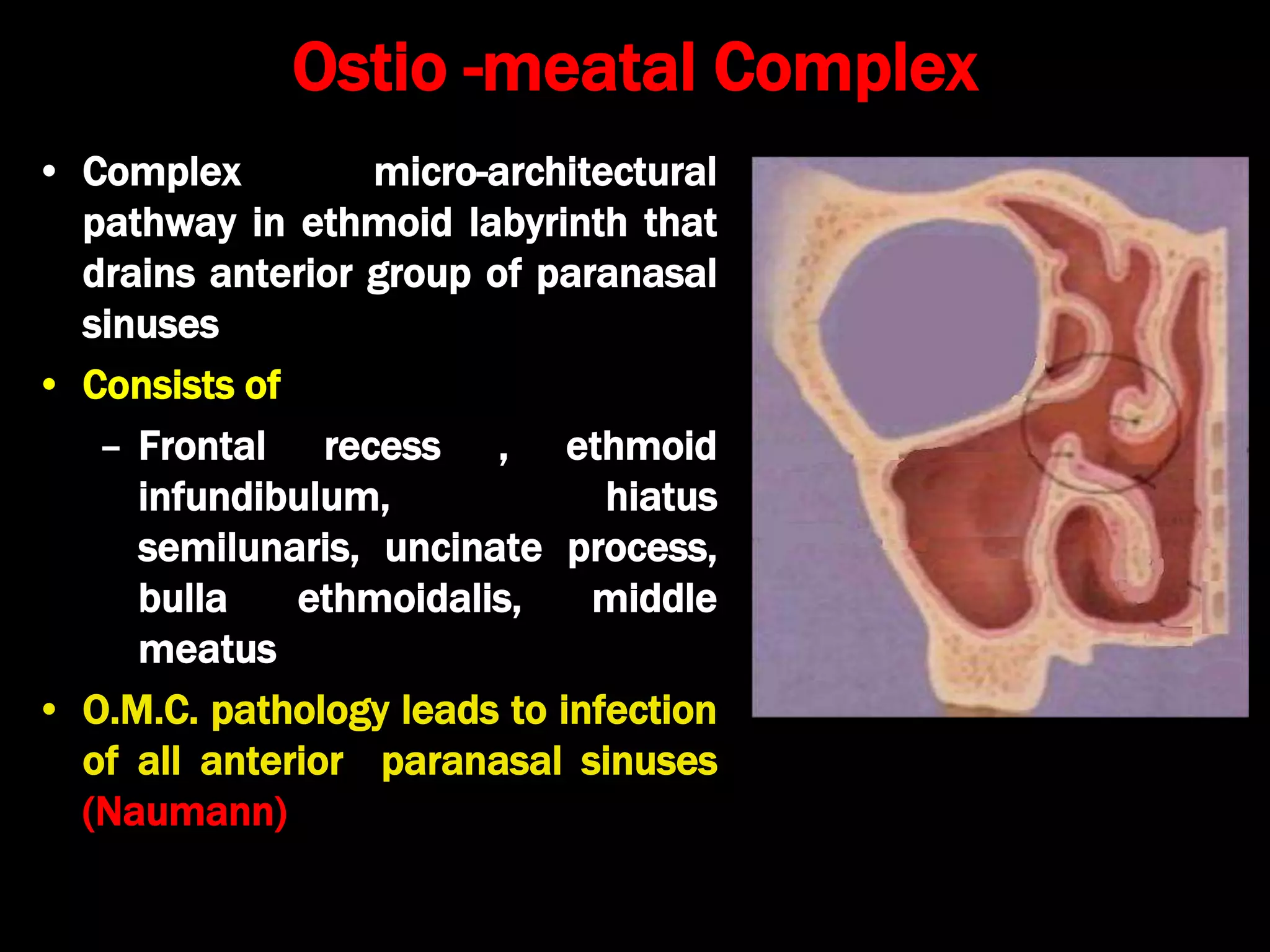 Anatomy and physiology of nose and paranasal sinuses | PPT