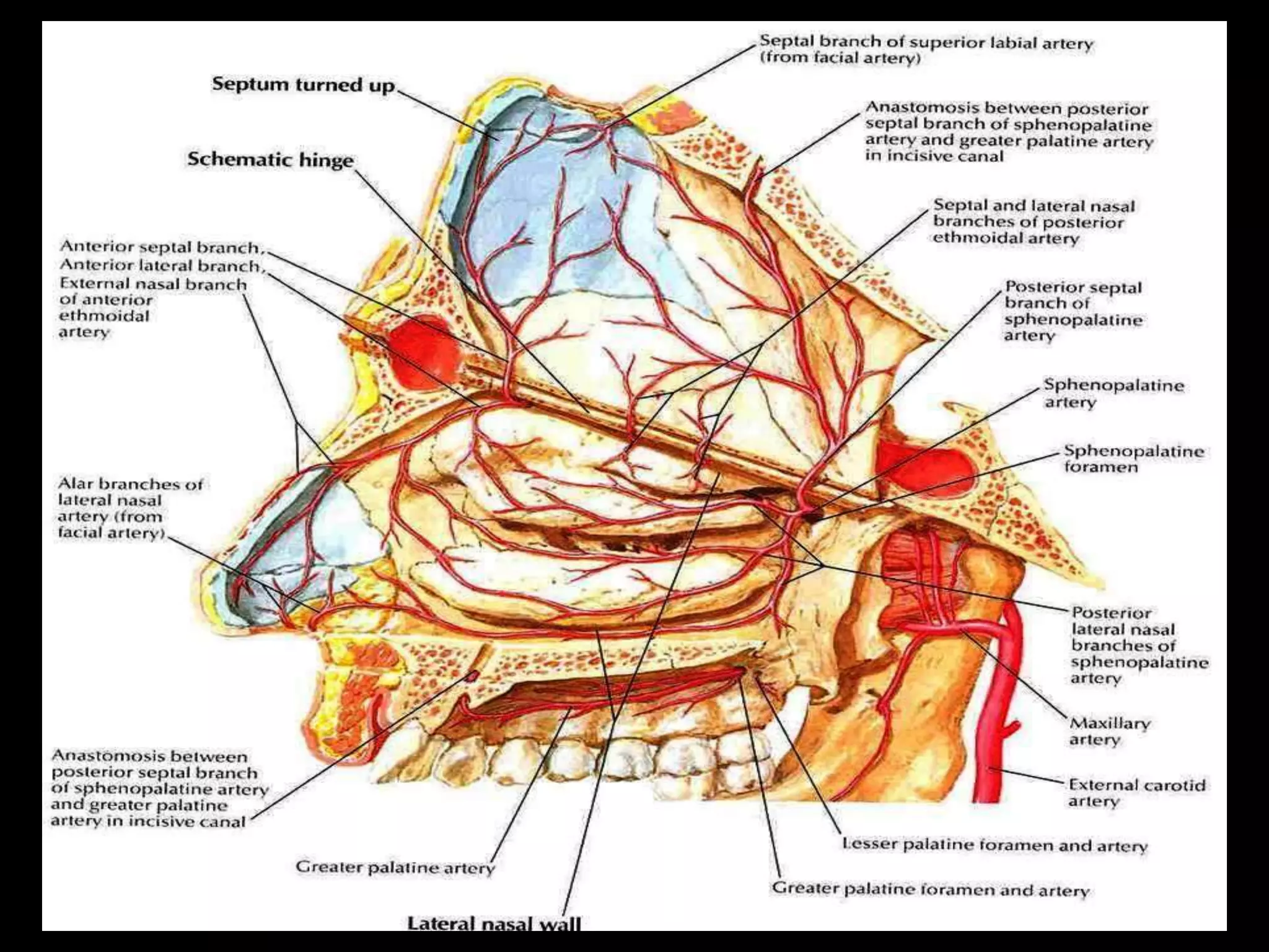 Anatomy and physiology of nose and paranasal sinuses | PPT