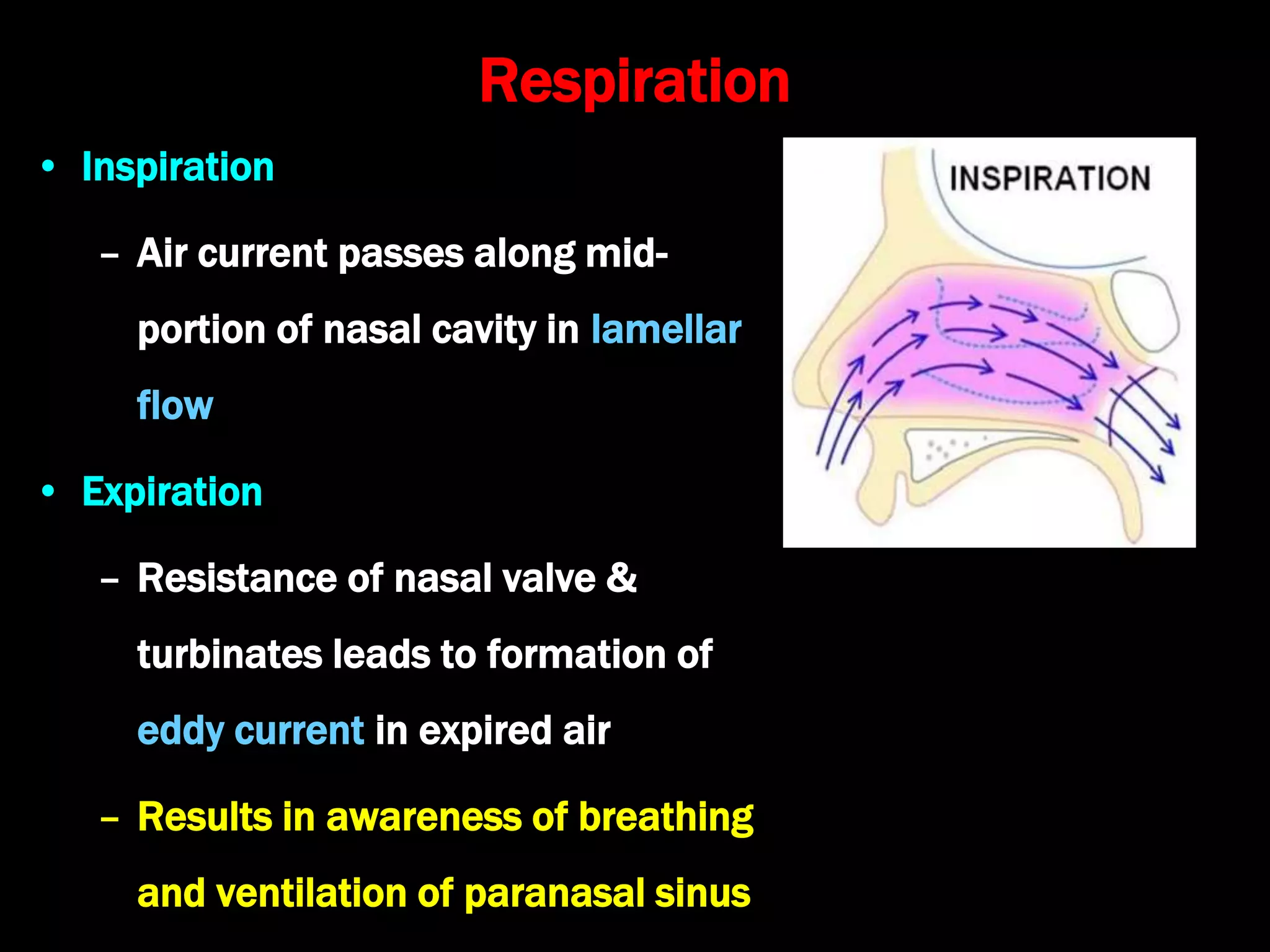 Anatomy and physiology of nose and paranasal sinuses | PPT