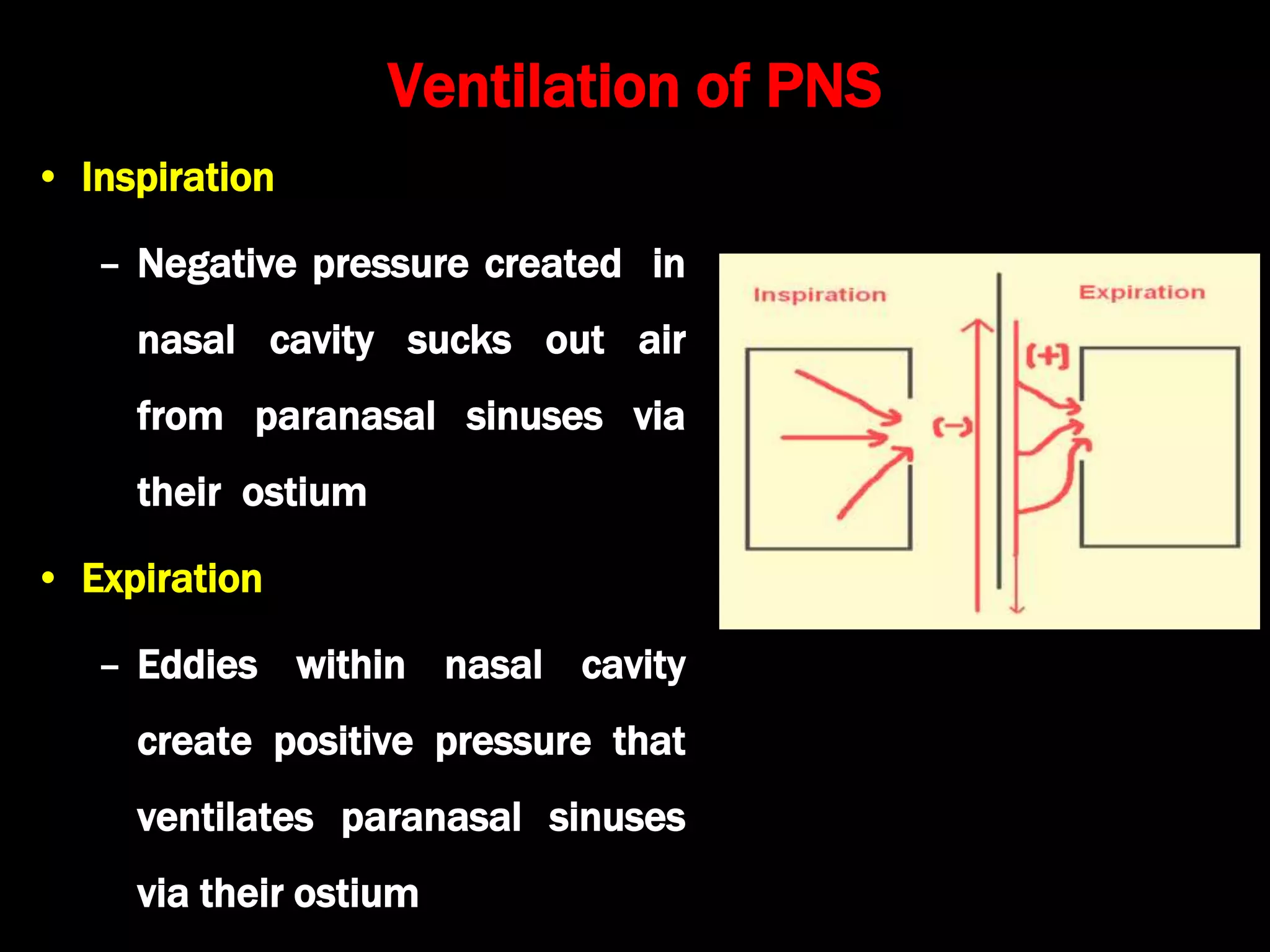 Anatomy and physiology of nose and paranasal sinuses | PPT