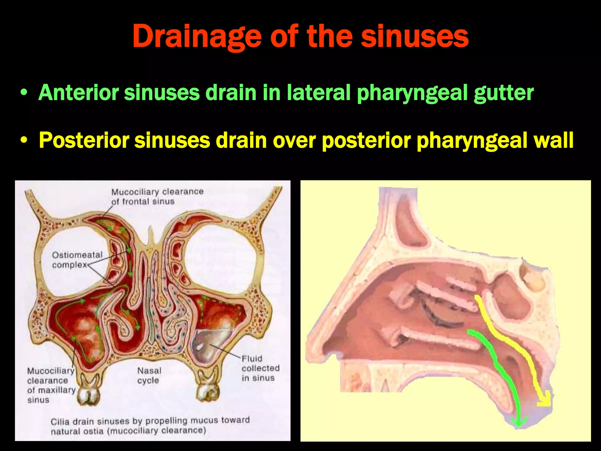 Anatomy and physiology of nose and paranasal sinuses | PPT