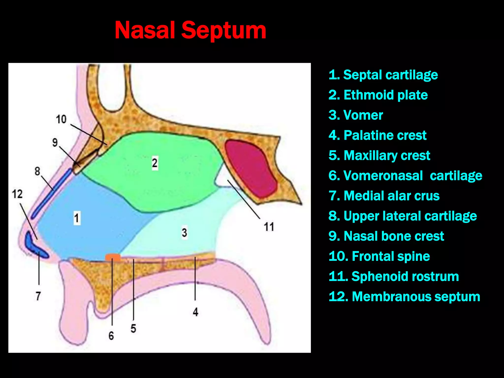 Anatomy and physiology of nose and paranasal sinuses | PPT