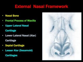 Anatomy and physiology of nose and paranasal sinuses | PPT