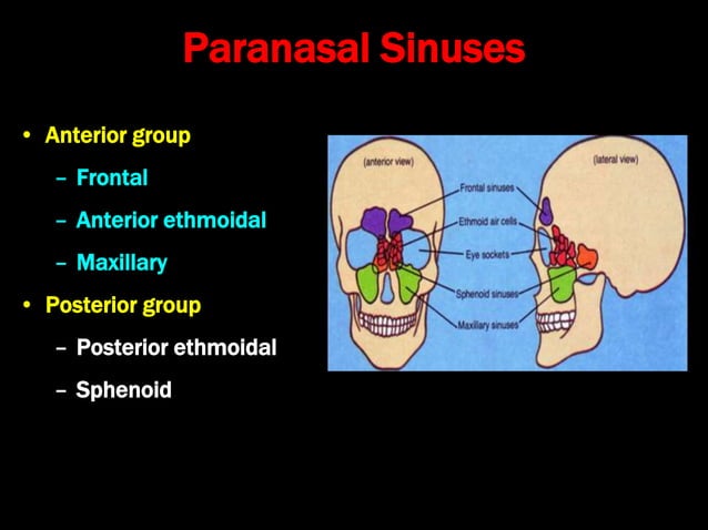 Anatomy and physiology of nose and paranasal sinuses | PPT