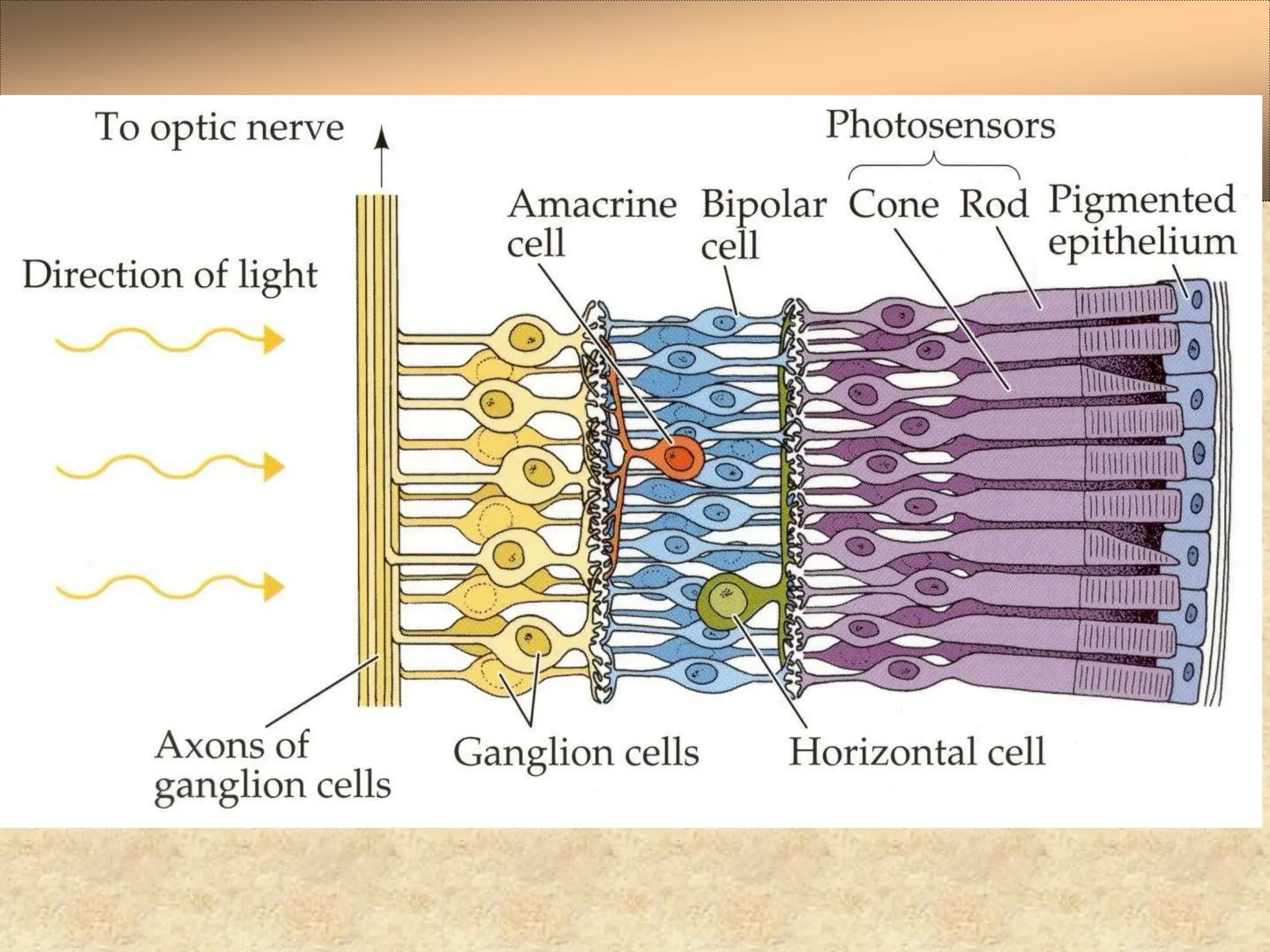 Anatomy and Physiology of Optic Nerve Dr.PrabhatDevkota.pptx