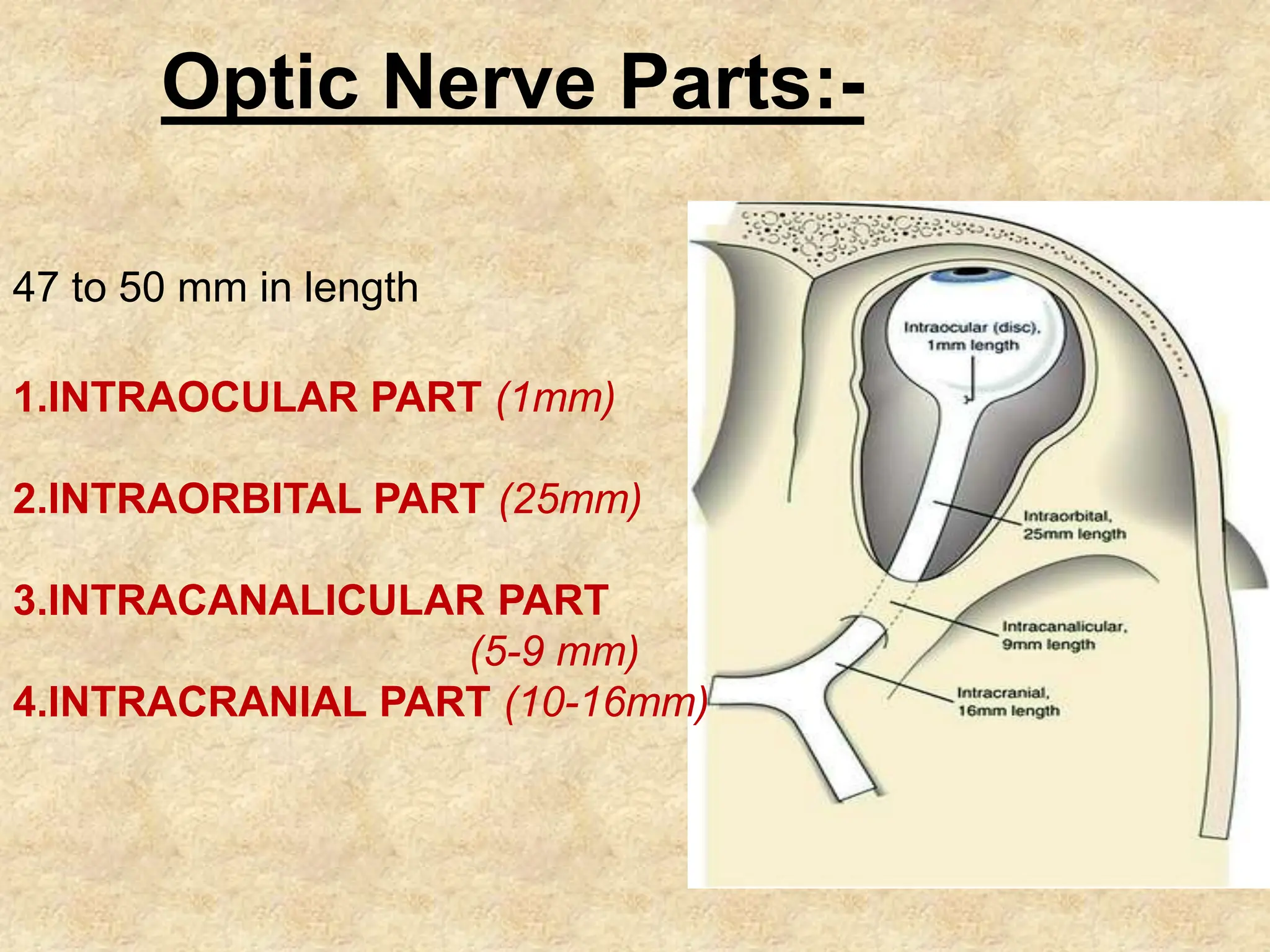 Anatomy and Physiology of Optic Nerve Dr.PrabhatDevkota.pptx