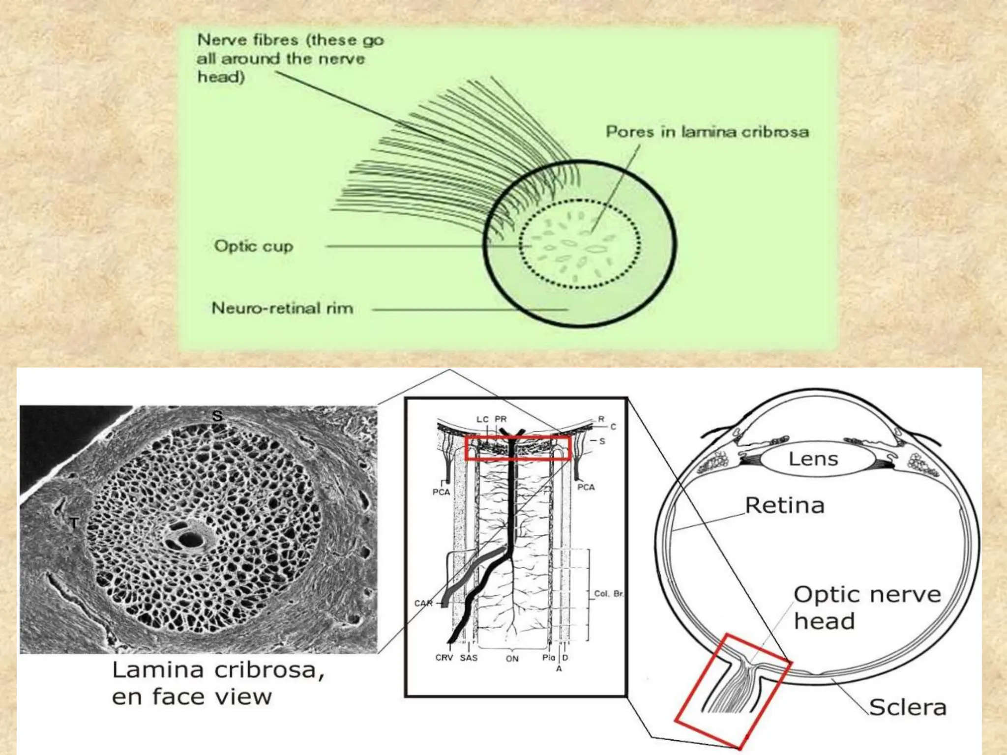 Anatomy and Physiology of Optic Nerve Dr.PrabhatDevkota.pptx