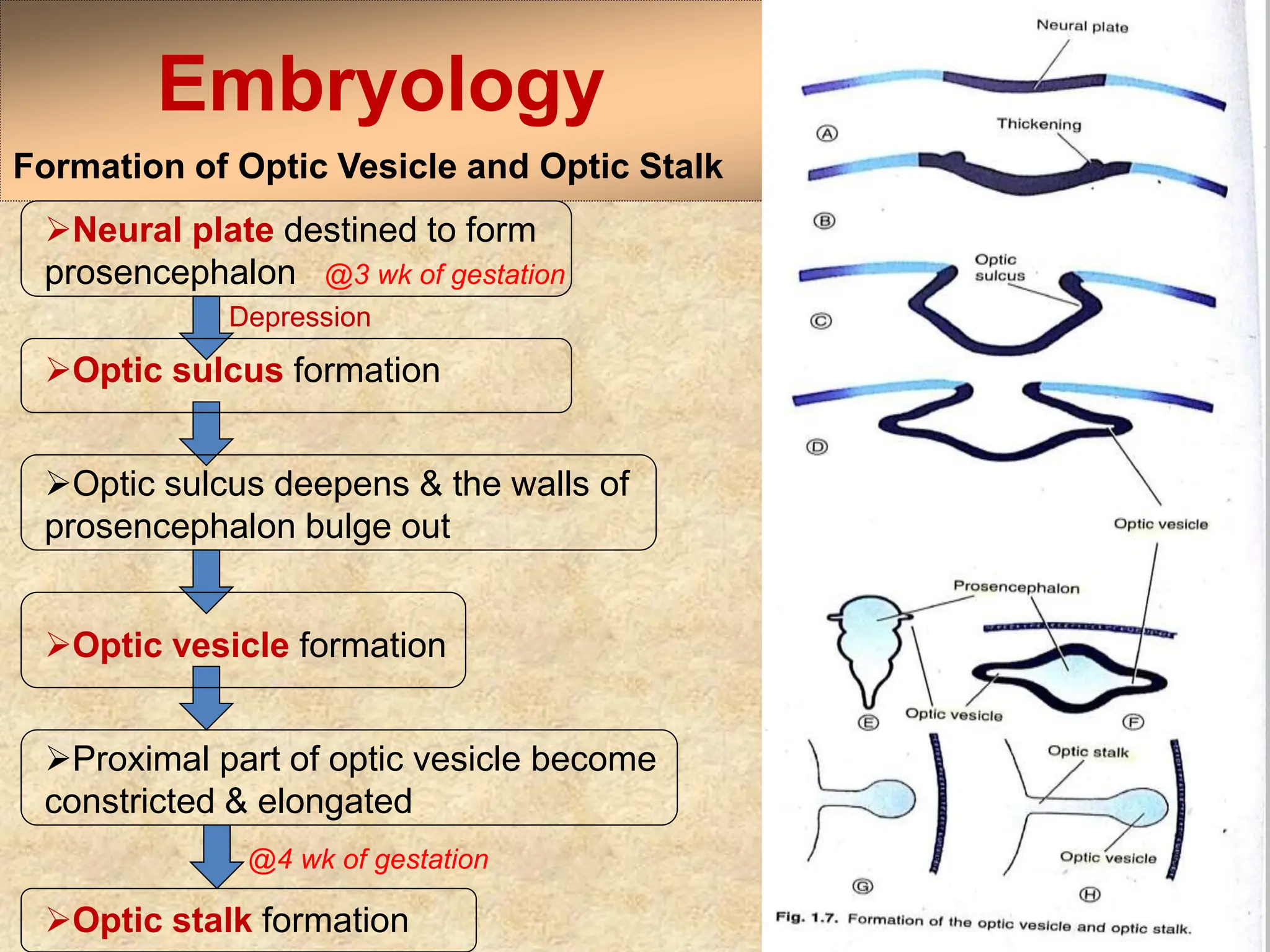 Anatomy and Physiology of Optic Nerve Dr.PrabhatDevkota.pptx | Eye and Vision Conditions ...
