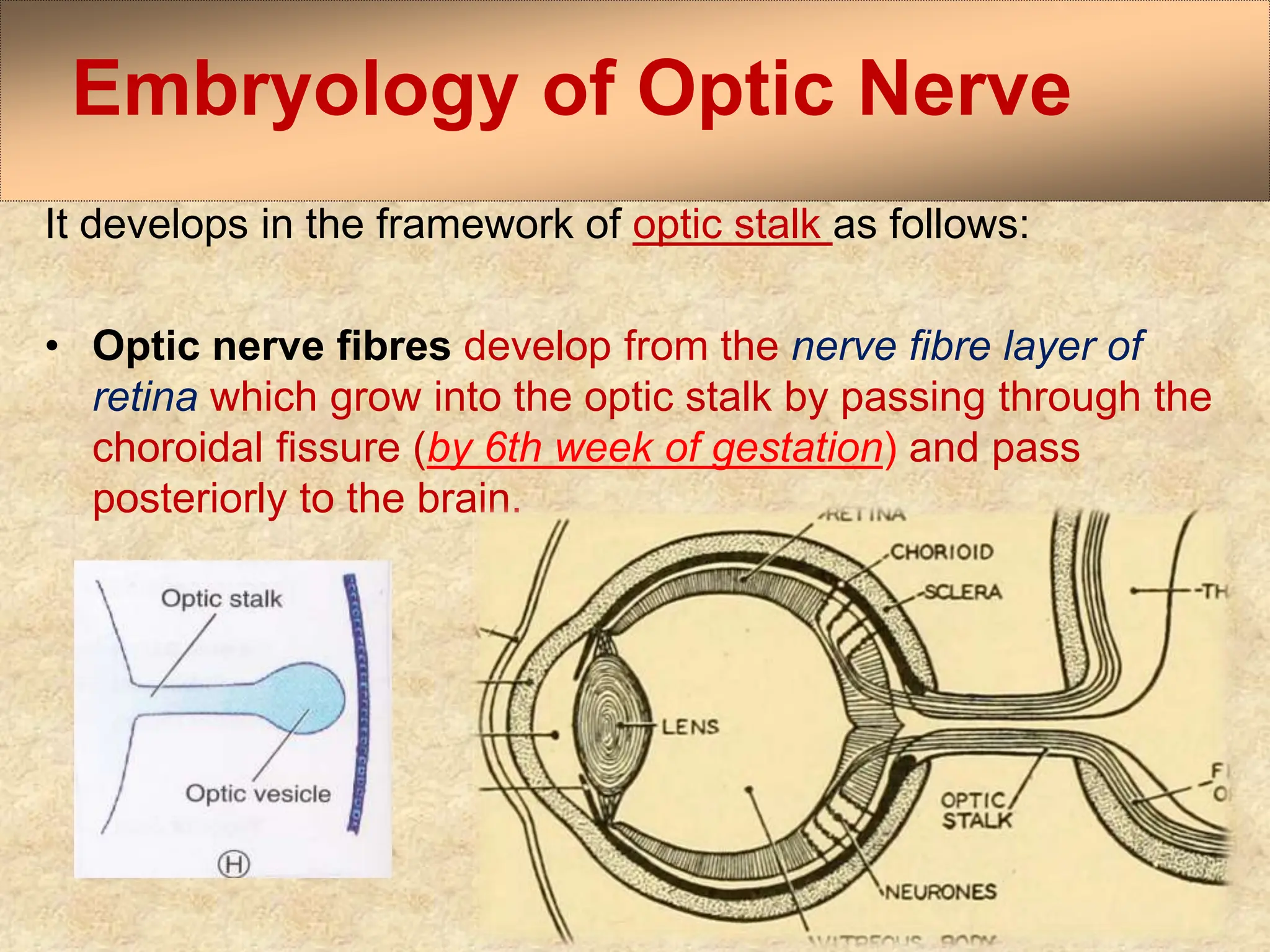 Anatomy and Physiology of Optic Nerve Dr.PrabhatDevkota.pptx