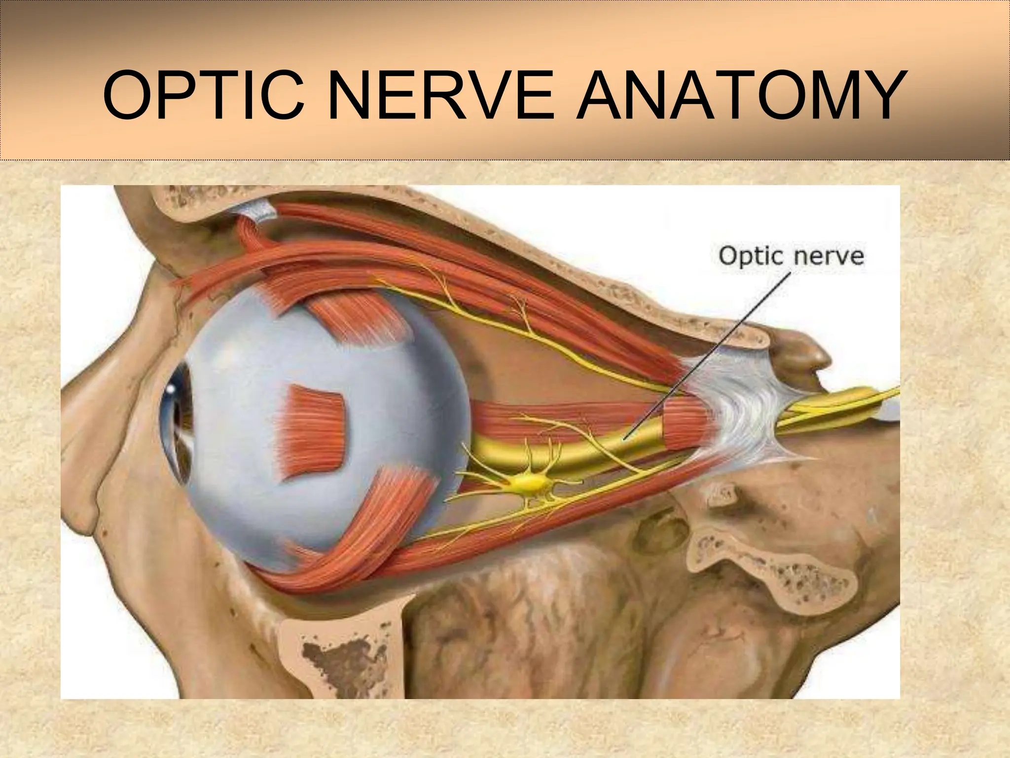 Anatomy and Physiology of Optic Nerve Dr.PrabhatDevkota.pptx