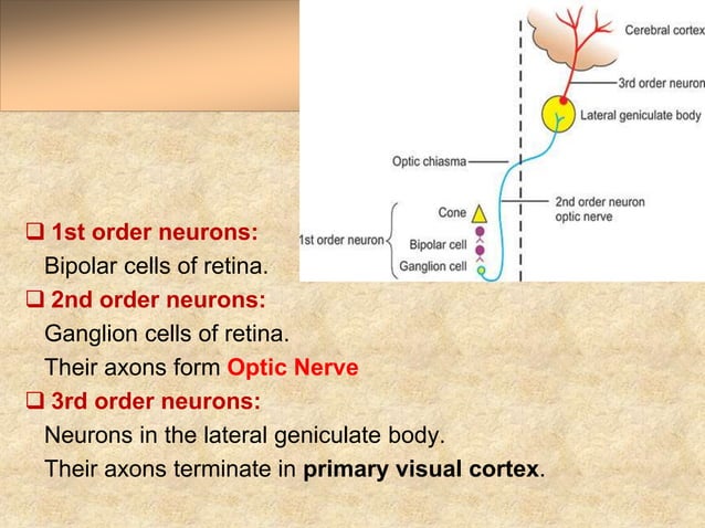 Anatomy and Physiology of Optic Nerve Dr.PrabhatDevkota.pptx | Eye and ...
