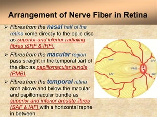 Anatomy and Physiology of Optic Nerve Dr.PrabhatDevkota.pptx