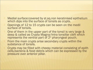 Anatomy and physiology of oral cavity oropharynx waldeyer’s | PPT