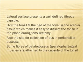 Anatomy and physiology of oral cavity oropharynx waldeyer’s | PPT