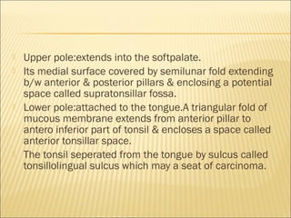 Anatomy and physiology of oral cavity oropharynx waldeyer’s | PPT