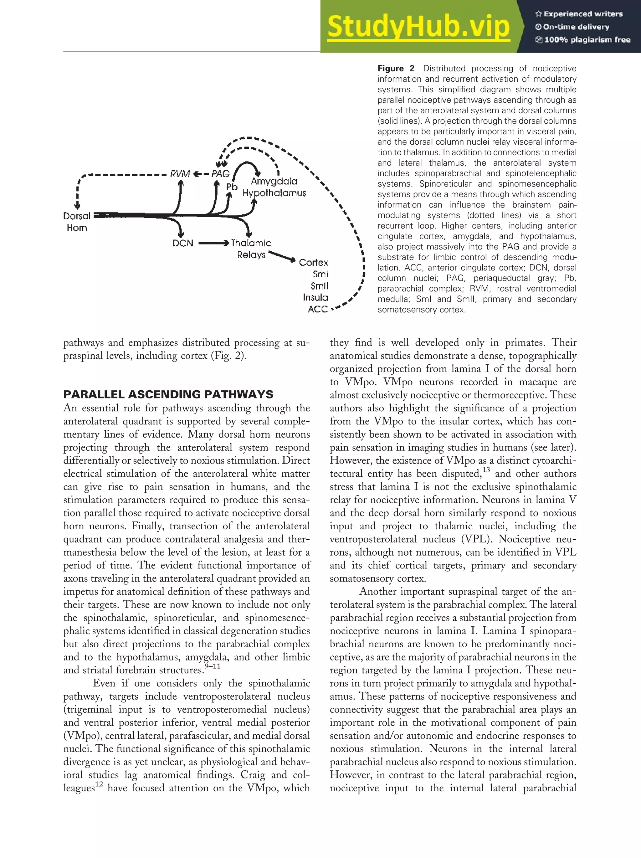 Anatomy And Physiology Of Pain | PDF