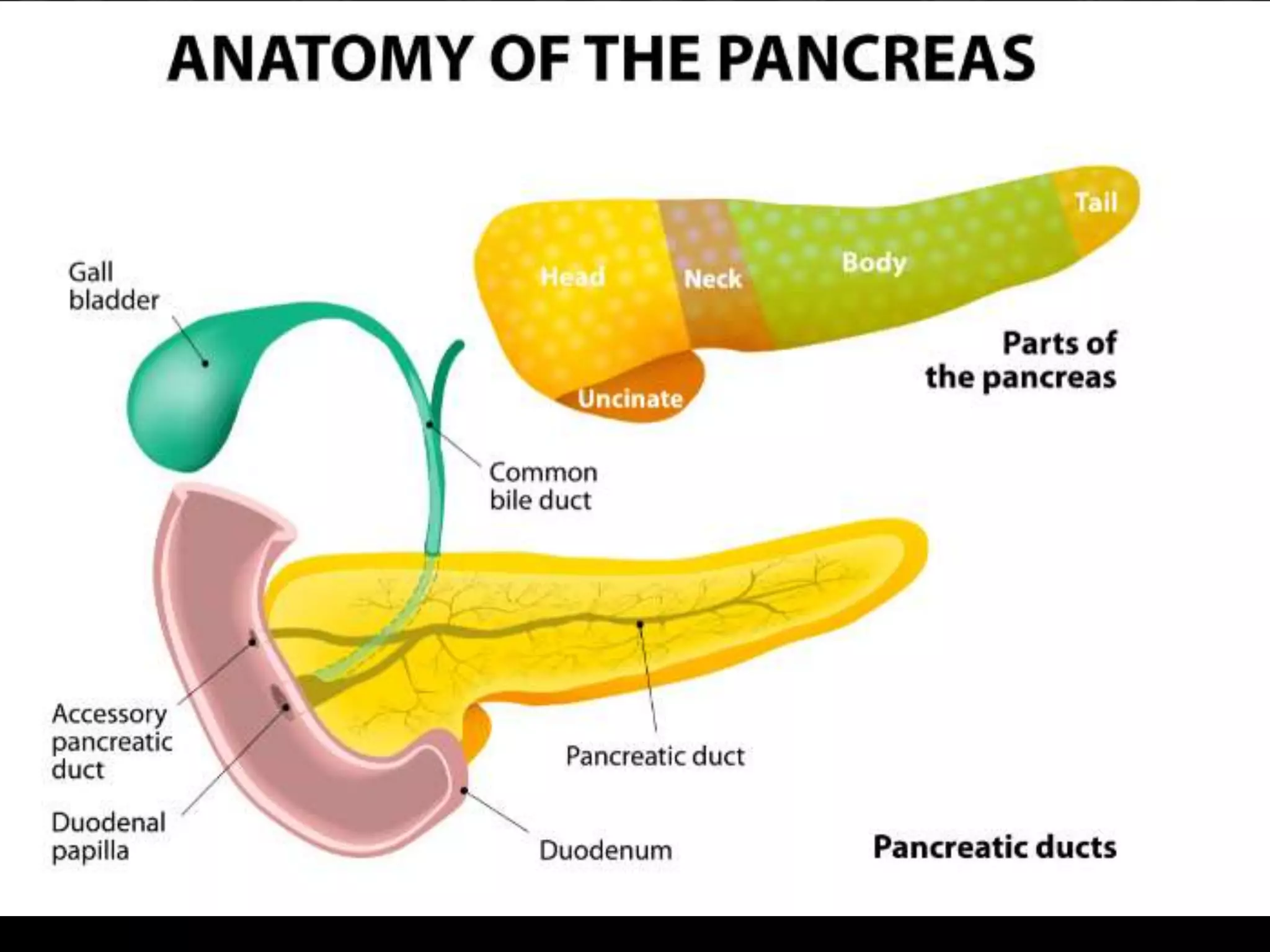 Anatomy and Physiology of Pancreas.pptx