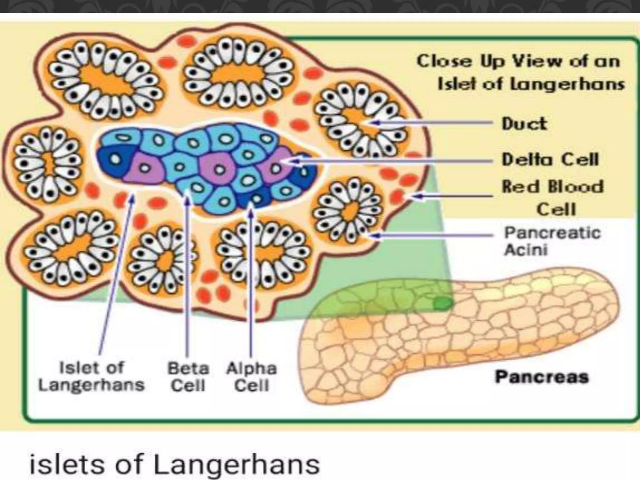 Anatomy and Physiology of Pancreas.pptx