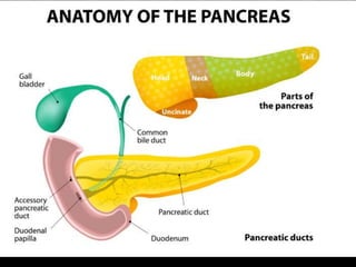 Anatomy and Physiology of Pancreas.pptx