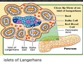 Anatomy and Physiology of Pancreas.pptx
