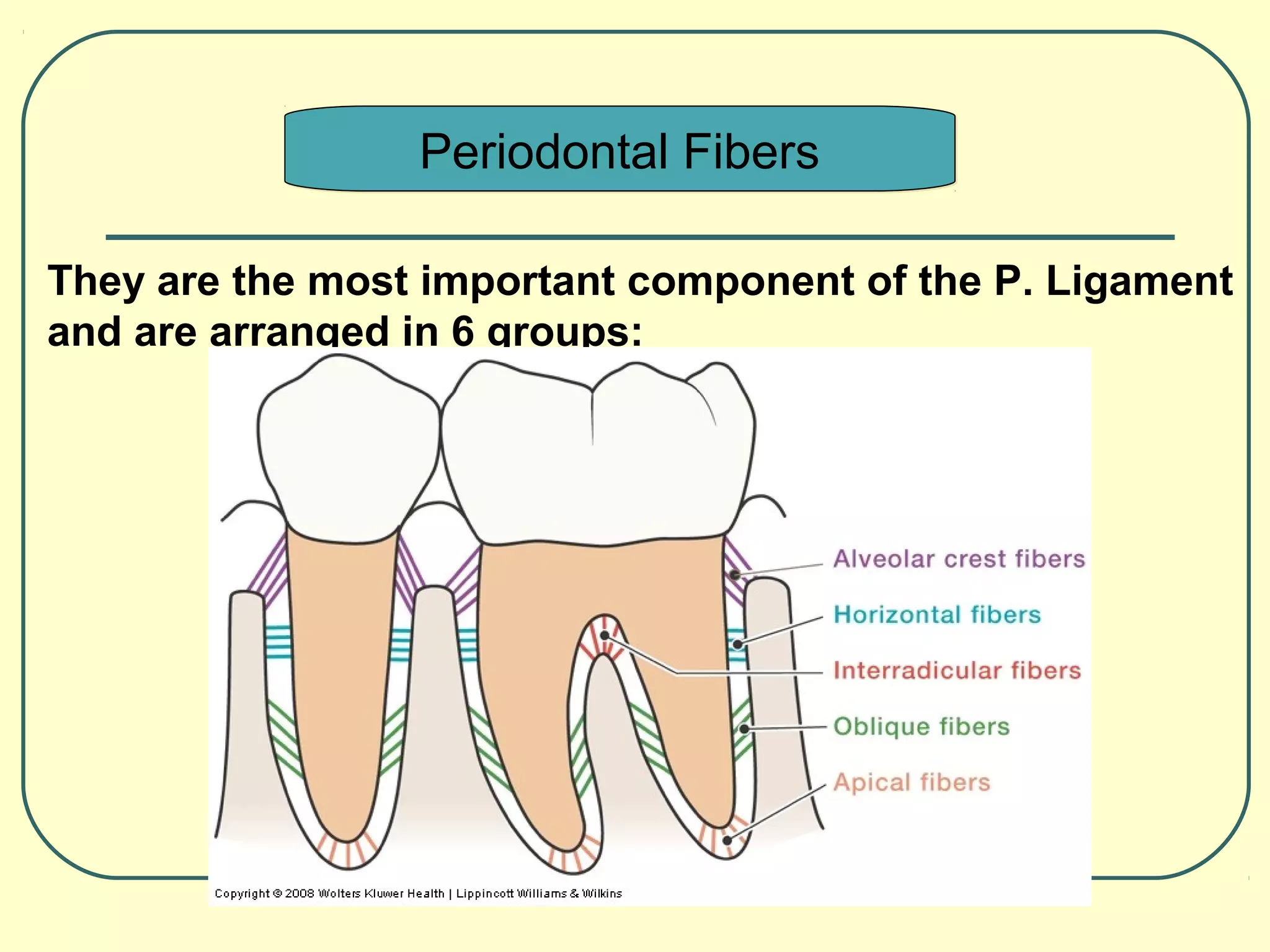 Anatomy and physiology of periodontuim | PPT