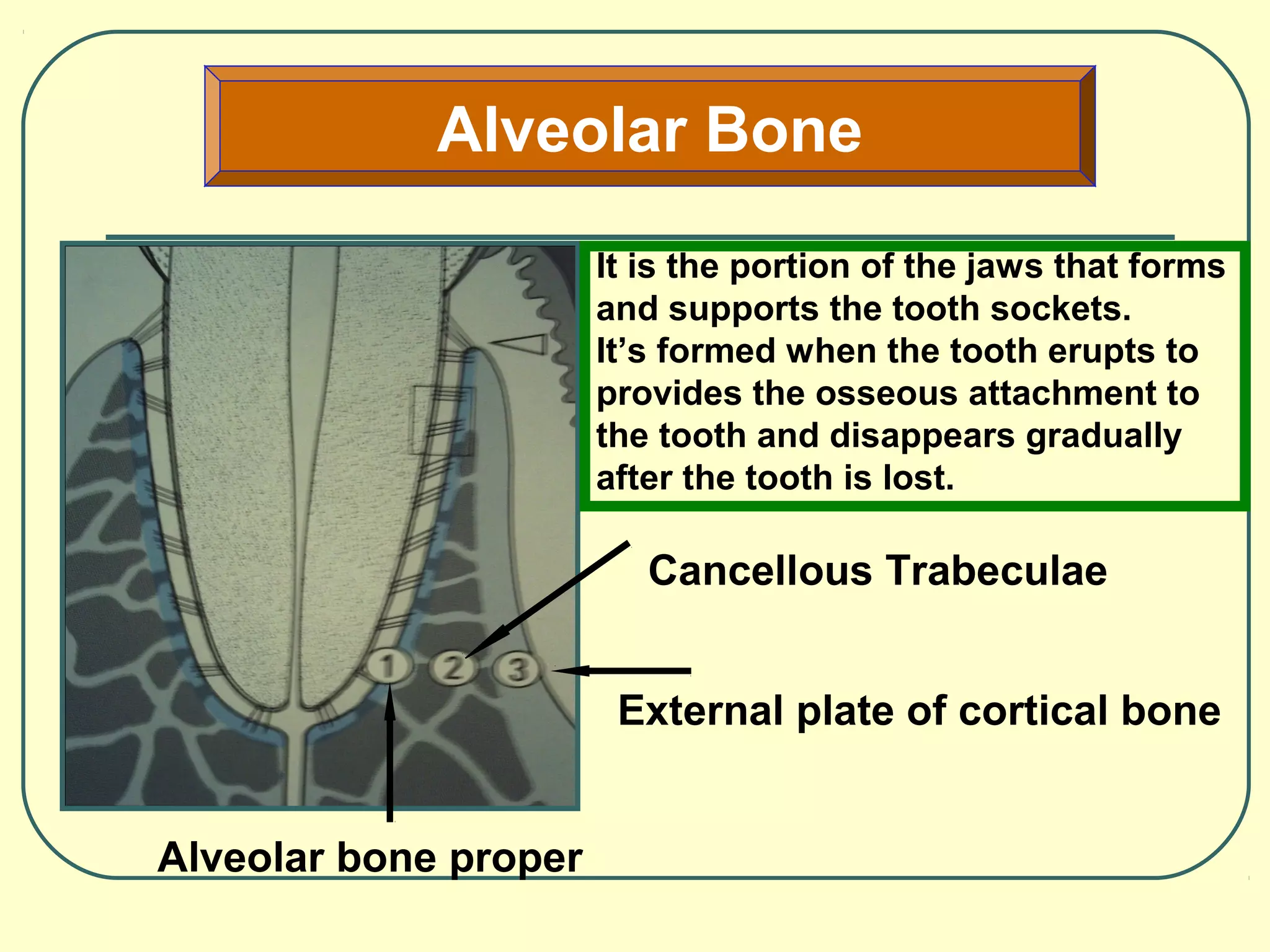 Anatomy and physiology of periodontuim | PPT