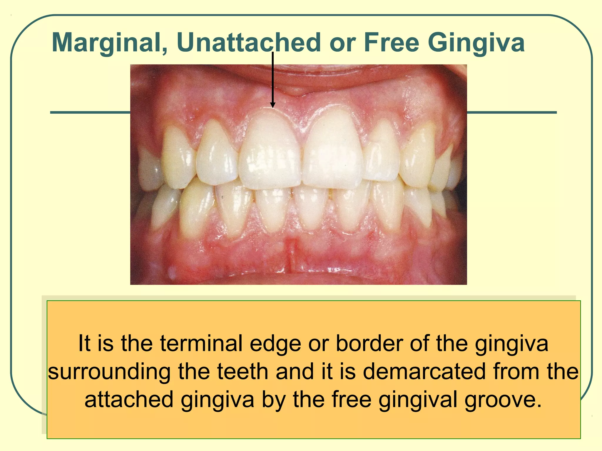 Anatomy and physiology of periodontuim | PPT
