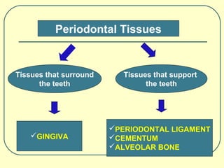 Anatomy and physiology of periodontuim | PPT