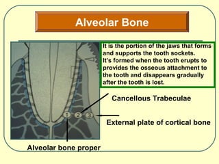 Anatomy and physiology of periodontuim | PPT