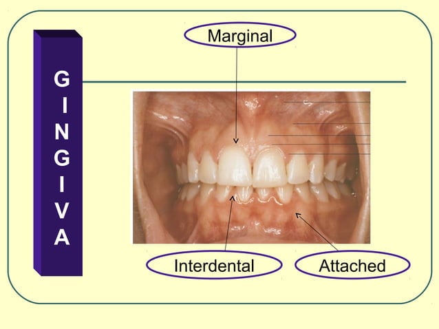 Anatomy and physiology of periodontuim | PPT