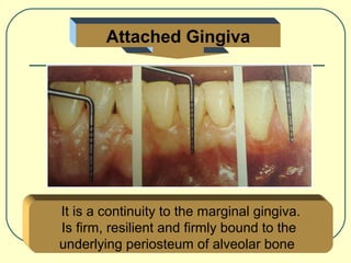 Anatomy and physiology of periodontuim | PPT
