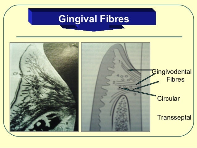 Anatomy and physiology of periodontuim