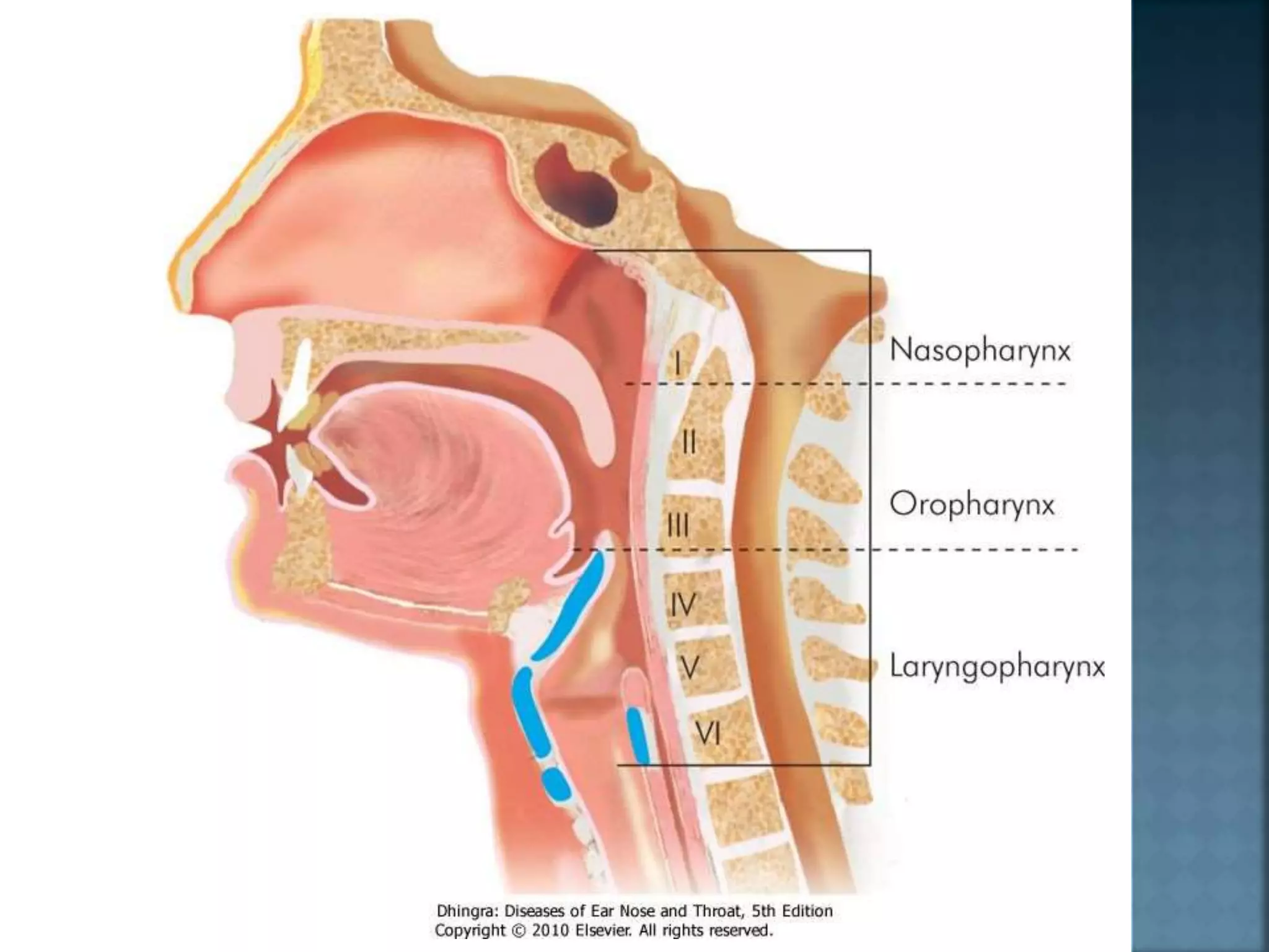 Anatomy and physiology of pharynx | PPTX