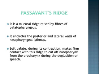 Anatomy and physiology of pharynx | PPTX